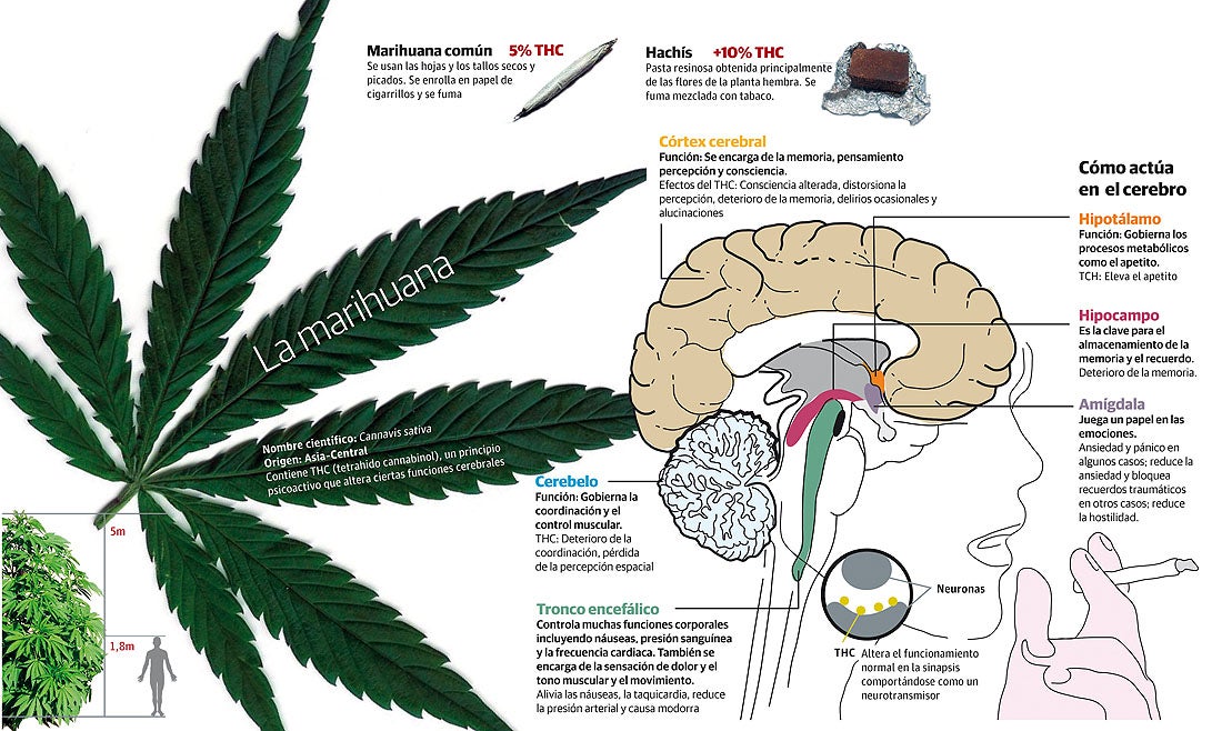 La marihuana: cómo actúa en el cerebro | La Rioja La marihuana: cómo actúa en el cerebro | La Rioja